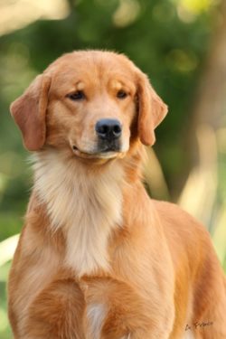 PERFECT GOLDEN KENNEL : Perfect Golden