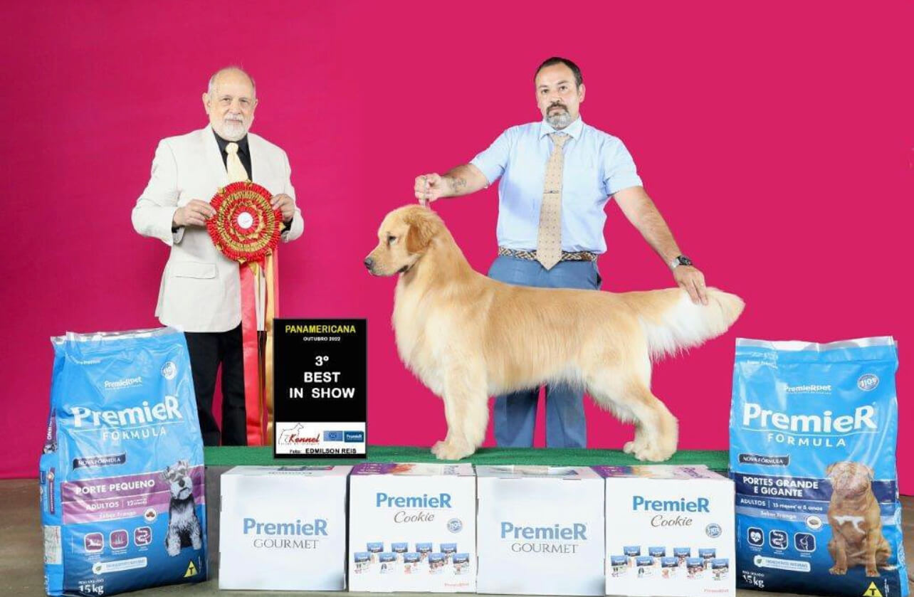 PERFECT GOLDEN KENNEL : Perfect Golden